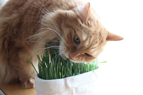 猫が食べてはいけないもの一覧危険な食品を食べてしまった場合の対処法注意点を解説 動物病院サプリ