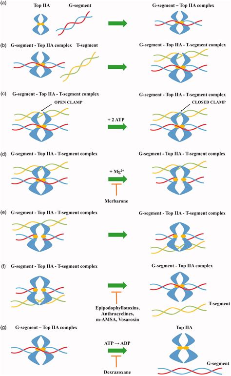 General Mechanism Of Action Of Topoisomerase II A Topoisomerase Binds
