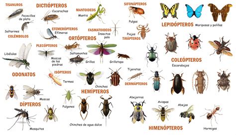 BIOLOGÍA Y GEOLOGÍA 1º ESO Clasificación de insectos