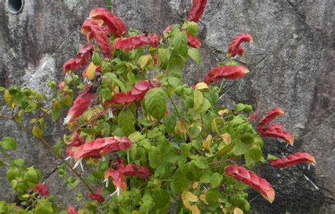 コエビソウ小海老草につく赤い苞と白い花