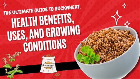 The Ultimate Guide To Buckwheat Health Benefits Uses And Growing
