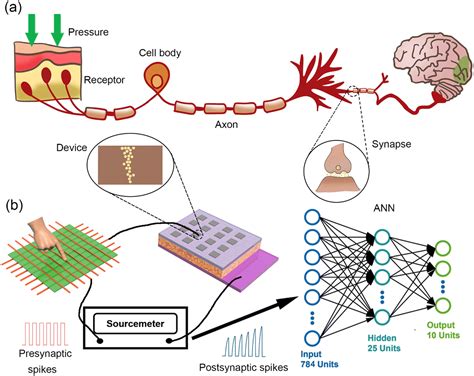 lead free agbii 4 perovskite artificial synapses for a tactile sensory neuron system with