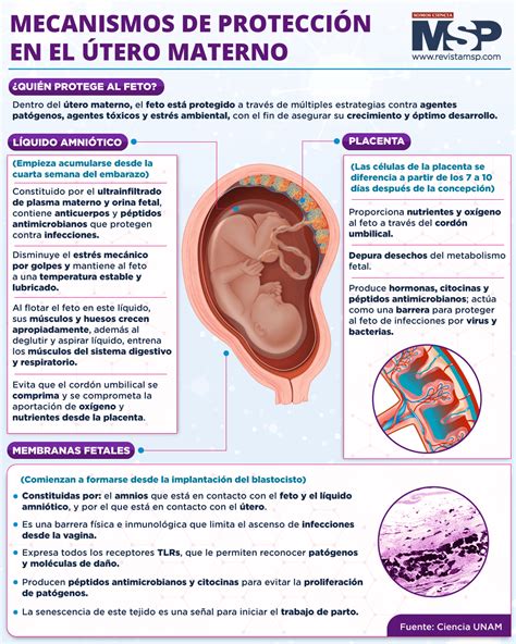 Mecanismos de protección en el útero materno