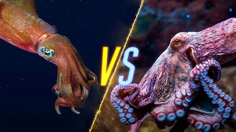Cuttlefish Vs Squid Vs Octopus