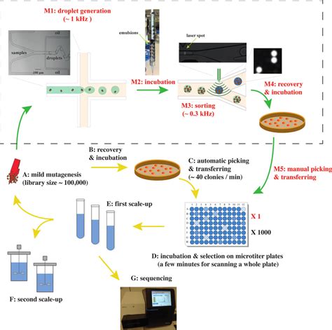 Incorporation Of The Droplet Based Microfluidic Screening Toolbox Into