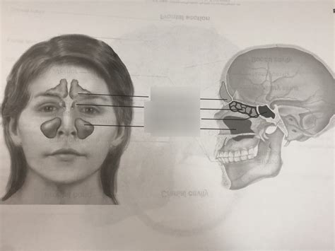 Sinuses Of The Skull Diagram Quizlet