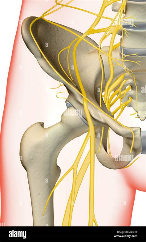 Nerves Hip Hi Res Stock Photography And Images Alamy