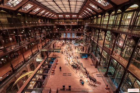 Un Appel Aux Dons Lanc Par Le Mus Um D Histoire Naturelle De Paris