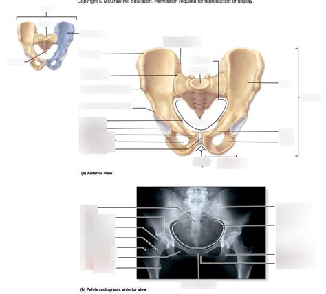 Pelvic Girdle Diagram Quizlet
