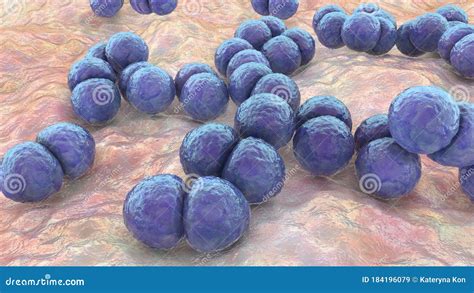 Bacteria Streptococcus Pneumoniae Stock Illustration Illustration Of