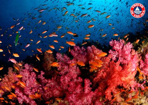 Tutto quello che c è da sapere sulle barriere coralline in occasione