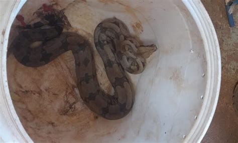 MENINO DE 3 ANOS É PICADO POR COBRA EM CASTILHO Saiba Tudo São Paulo