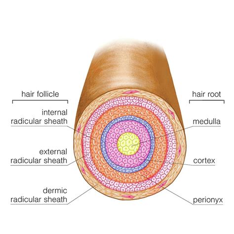 Labelled Diagram Of Structure Of Root Hair