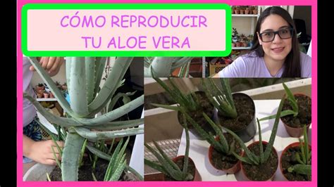 Cómo reproducir Aloe Vera sabila YouTube