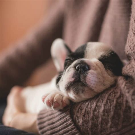 El cachorro que llora por la noche qué hacer para evitarlo Cómo