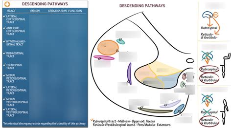 Descending Tracts Diagram Quizlet
