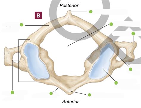 Lab Atlas Cervical Vertebrae Diagram Quizlet