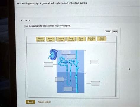 SOLVED Art Labeling Activity A Generalized Nephron And Collecting