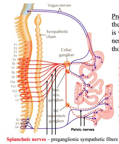 Module 2 Sympathetic Nervous System Flashcards Quizlet