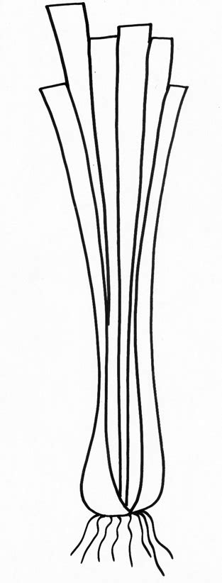 coloriage légume un poireau Tête à modeler