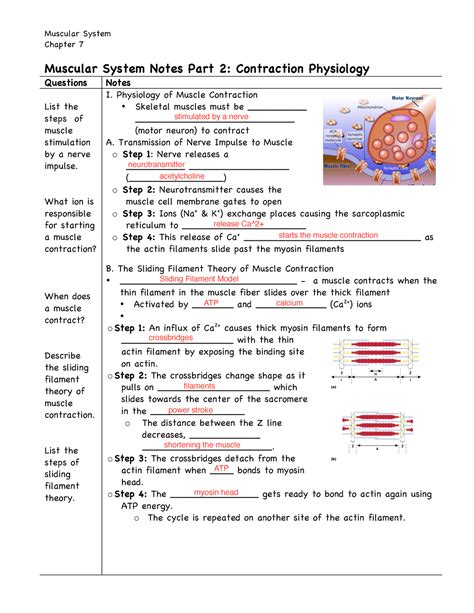 Muscular System Pt2 Notes Chapter 7 Muscular System Notes Part 2