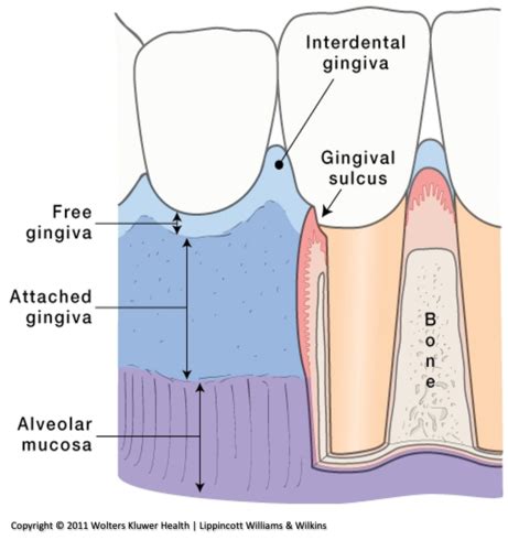 Chapter Periodontium The Tooth Supporting Structures Section
