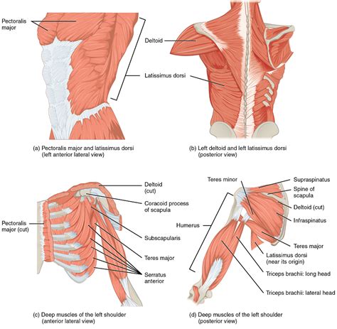 Vecteur Stock Major Glute Muscles With Medius Maximus And Minimus