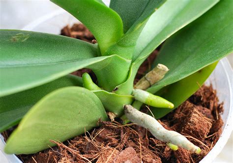 Como plantar Orquídeas passo a passo dicas 2024