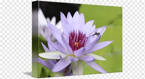 Details 284 Lirio Acuatico Morado Abzlocal Mx