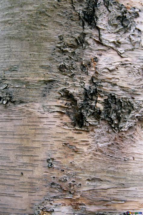 Texture Birch Bark Texture Texture Free Image 3353