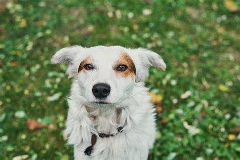 Perro Sin Hogar Mestizo Blanco Sobre La Hierba Verde D A De Protecci N