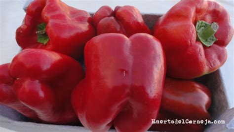 Cómo cultivar pimientos morrones Huerta del Corneja