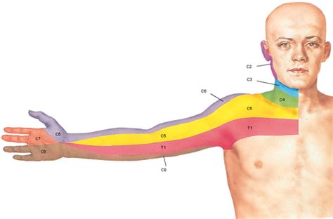 Dermatomes And Myotomes Flashcards Quizlet