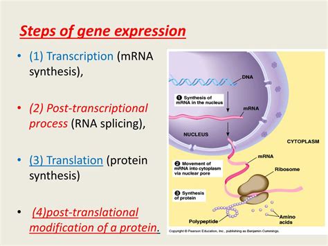 Two Steps Of Gene Expression