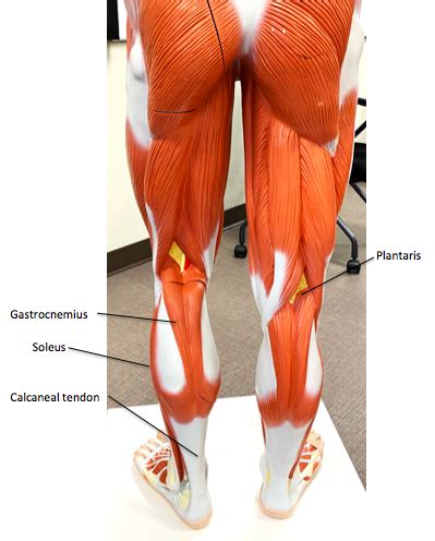 Muscles Of Lower Limb