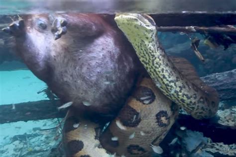 Sucuri verde de 6 metros é flagrada comendo uma capivara em rio de água