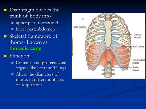 Solution Thorax Thoracic Wall Studypool