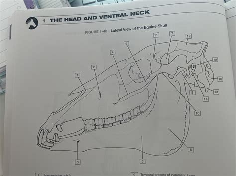 Equine Skull Diagram Quizlet