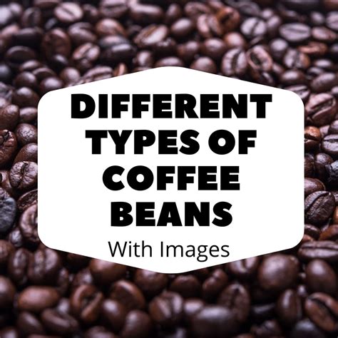 Coffee Bean Types Chart