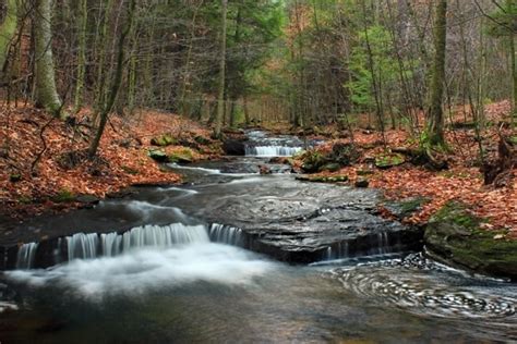 Free Picture Water Forest Ecology Stream River Waterfall Wood