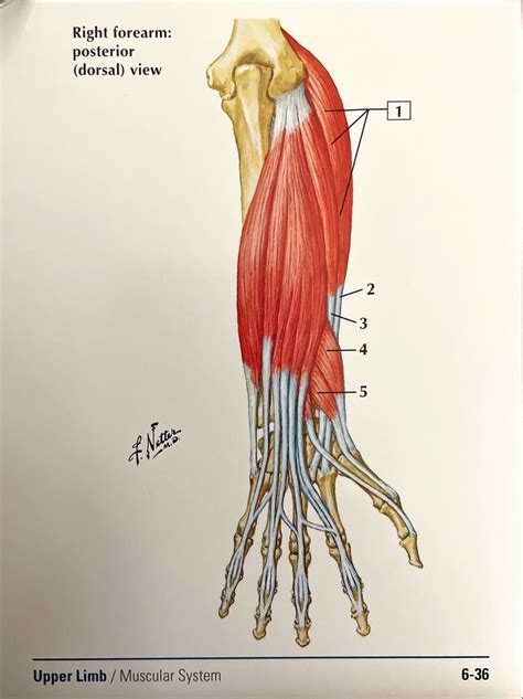 Superficial Posterior Forearm Diagram Quizlet