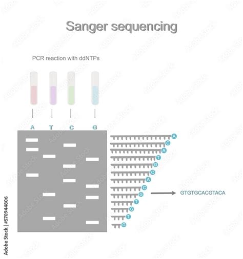 The Overall Process Of Sanger Sequencing Technique That Including