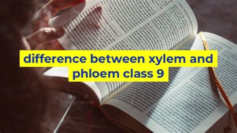 Differences Between Xylem And Phloem Major Differences