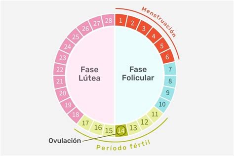 Propuesta alternativa estético Congelar calculadora para saber cuanto