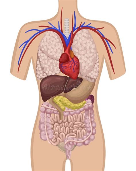 Organes Du Corps Humain L Emplacement Des Organes Internes Dans Le