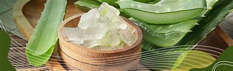 Flor De Aloe Aloe Vera Pulpa Natural Sabila Rico En Fibra Para El
