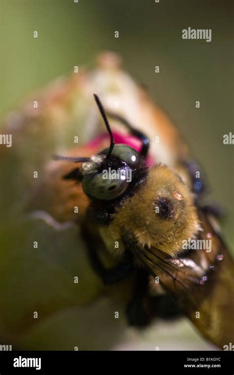 Honey Bee Sitting On Blooming Rhododendron Extreme Close Up Flower