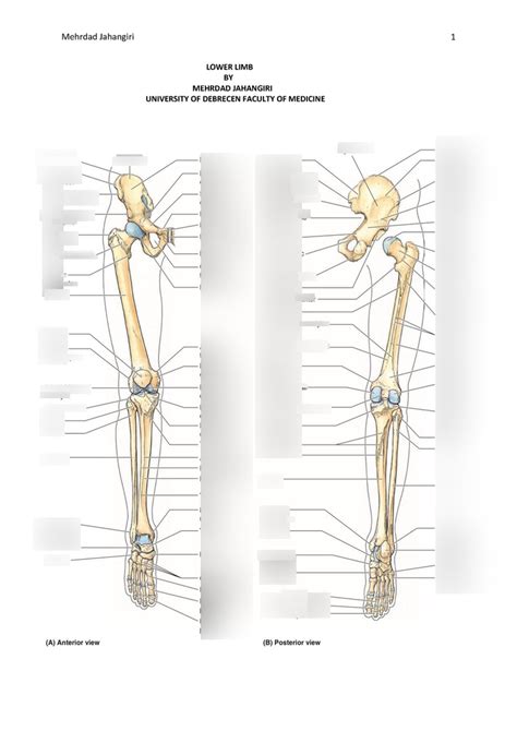 Anatomy Lower Extremities Review Bones Only Diagram Quizlet