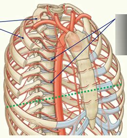 Intercostal Branches Diagram Quizlet
