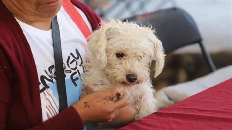 Toluca Campaña de esterilización comienza en delegaciones La Jornada